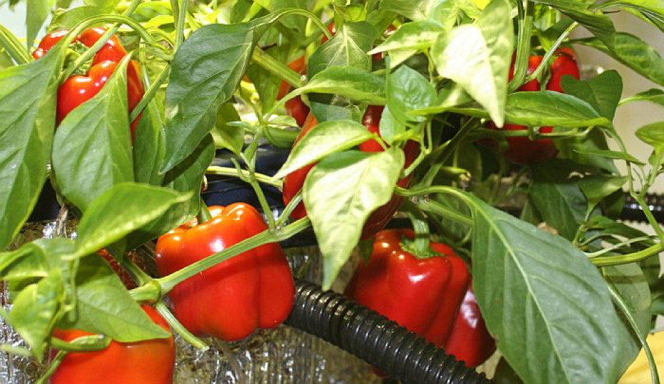 Self-cleaning Filtration for Hydroponics